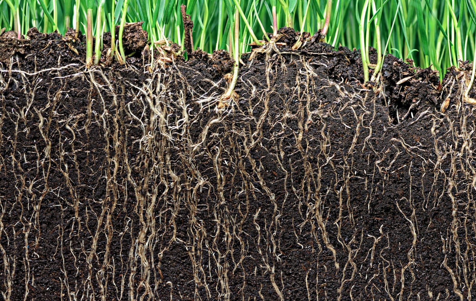 DNA breakthrough reveals the hidden life of plant roots