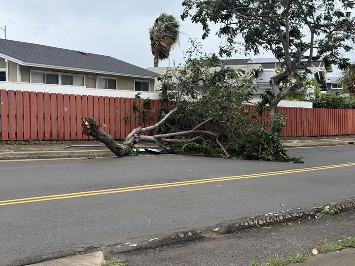 Downed trees, power outages from powerful winds reported across Hawaii