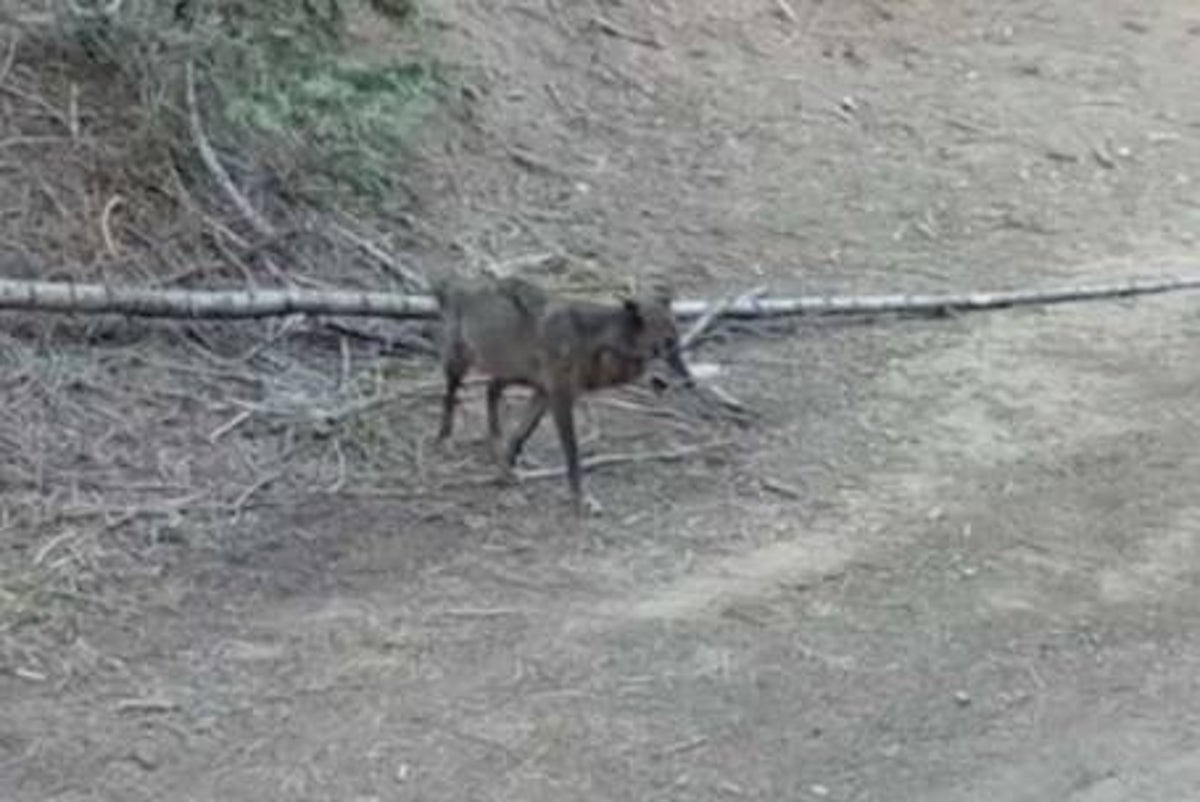 Gray wolf spotted in Los Angeles for the first time in over 100 years