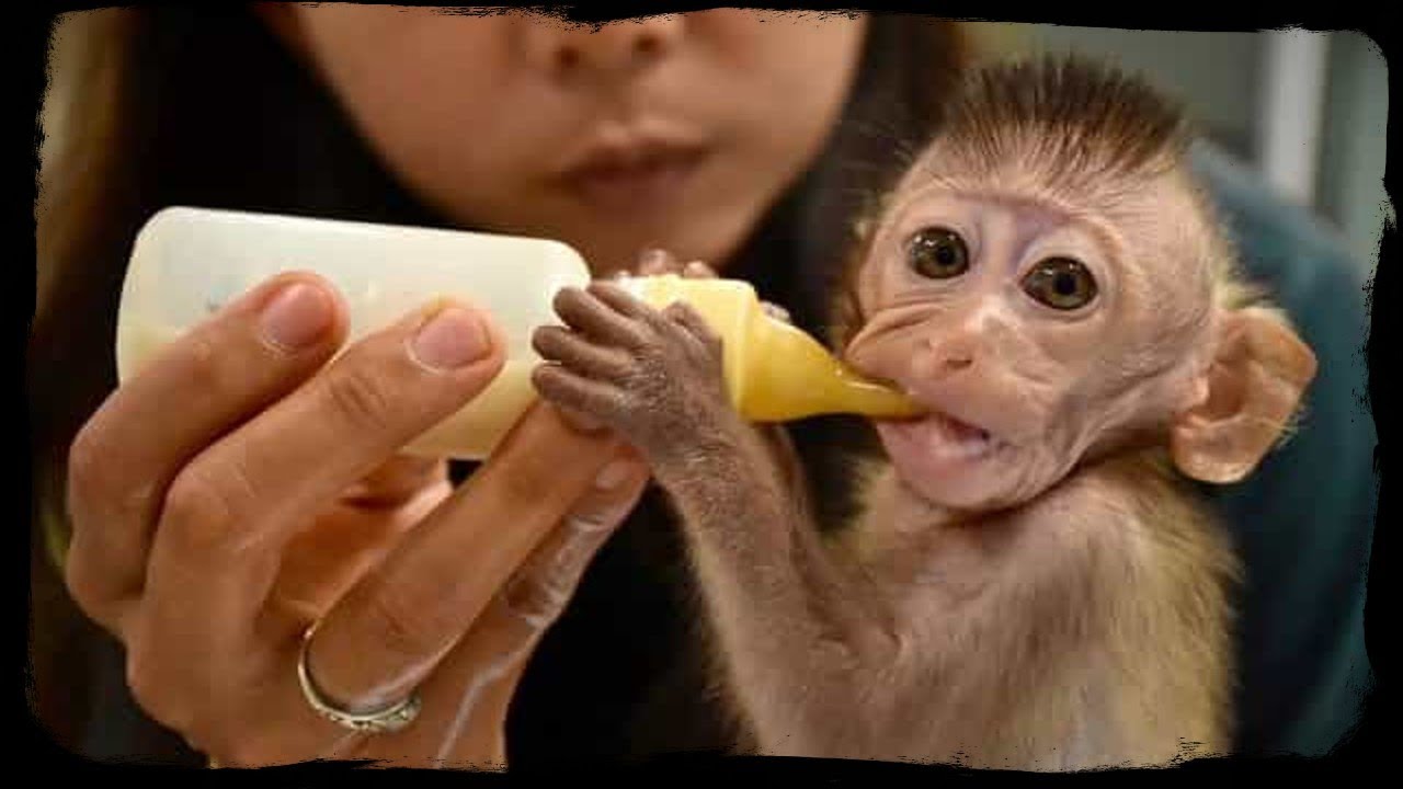 Rescued baby monkey drinks her first bottle of milk with excitement