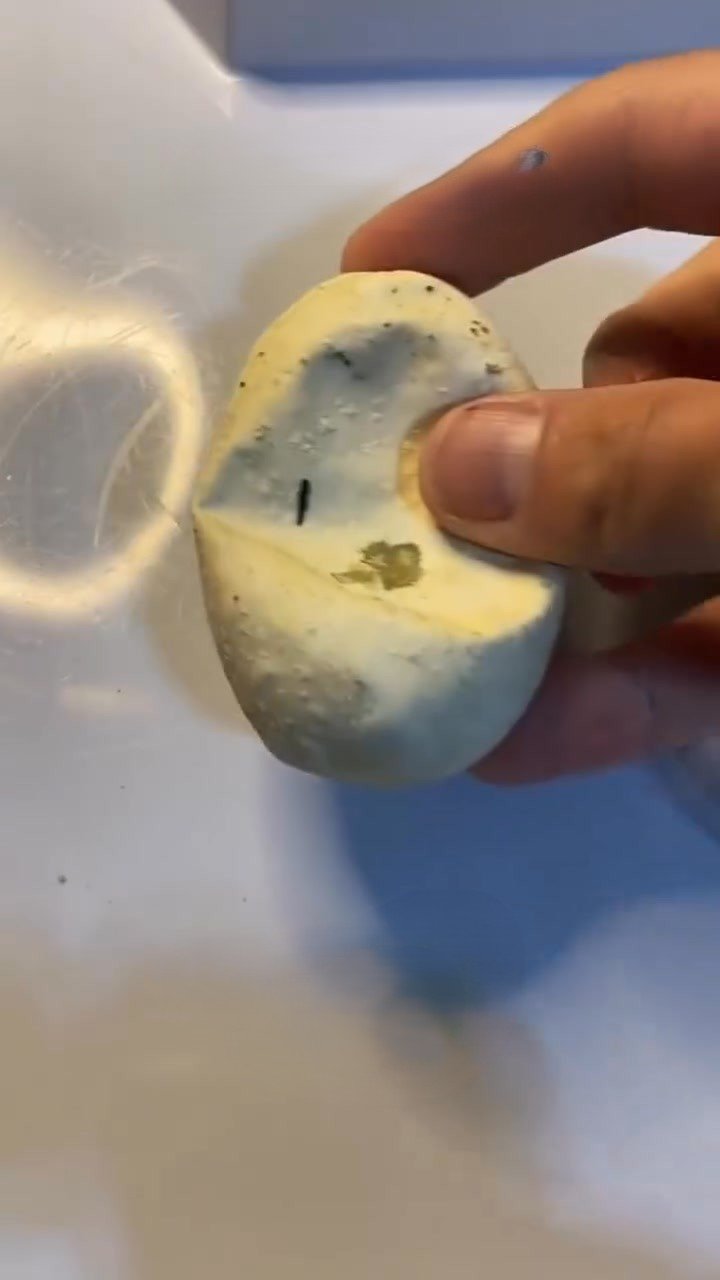 Hatching baby ball pythons!