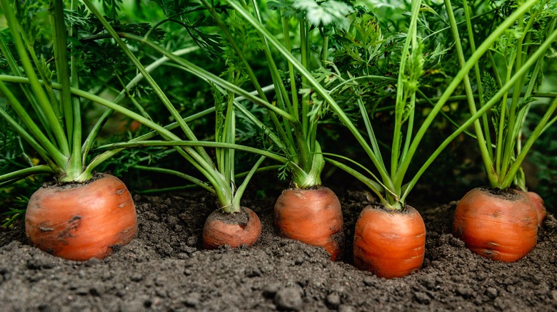 Carrot trivia: 12 fun facts about the root vegetable