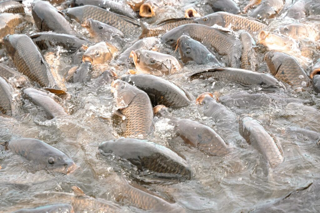 Over 100,000 pounds of invasive fish removed from one US river