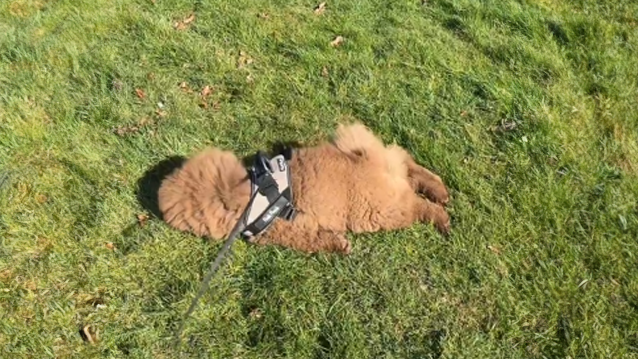 Dog falls asleep in the middle of a walk