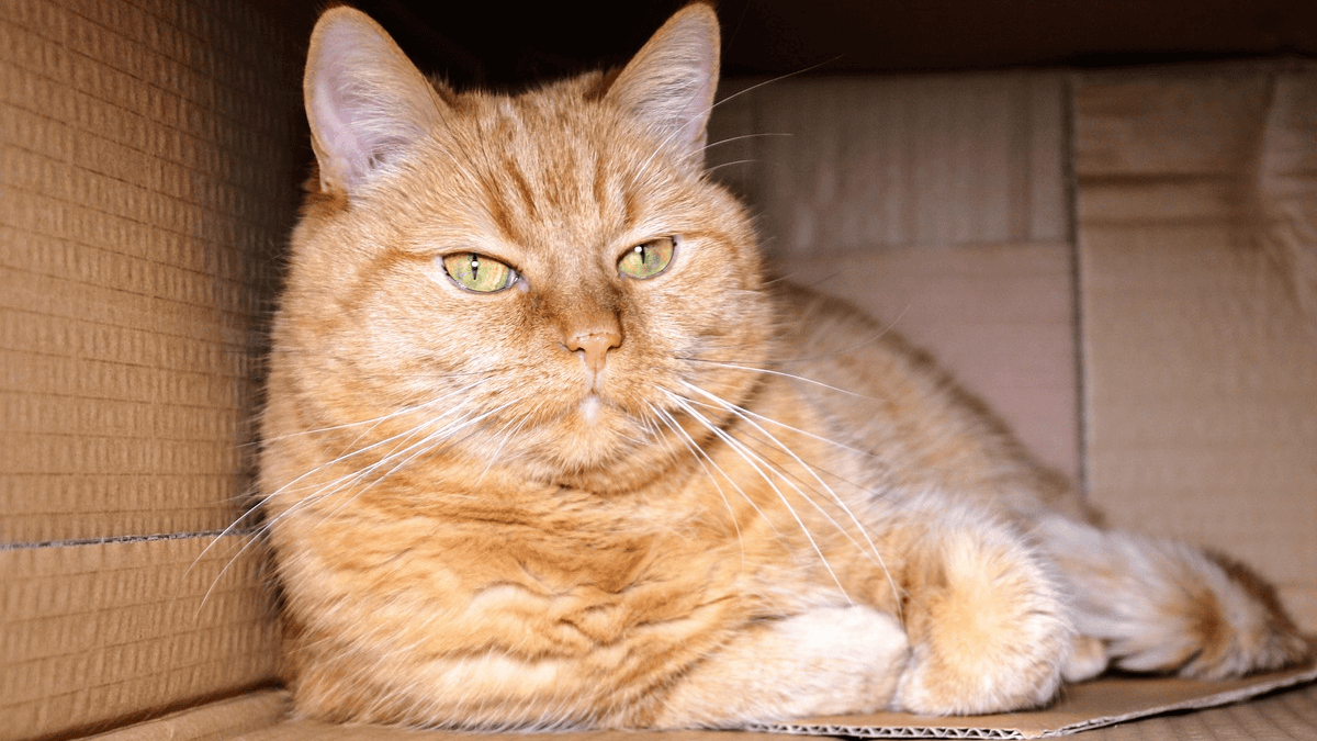 9 subtle signs of spiritual protection your cat might be detecting