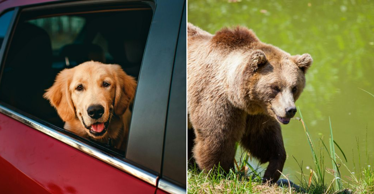 Tourists often get shocked by these weird West Virginia laws