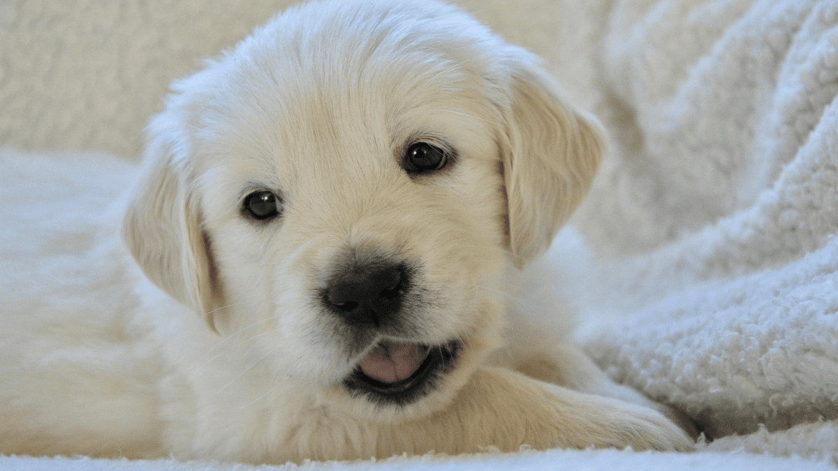 5 foods you should never give your dog (and many owners still do)