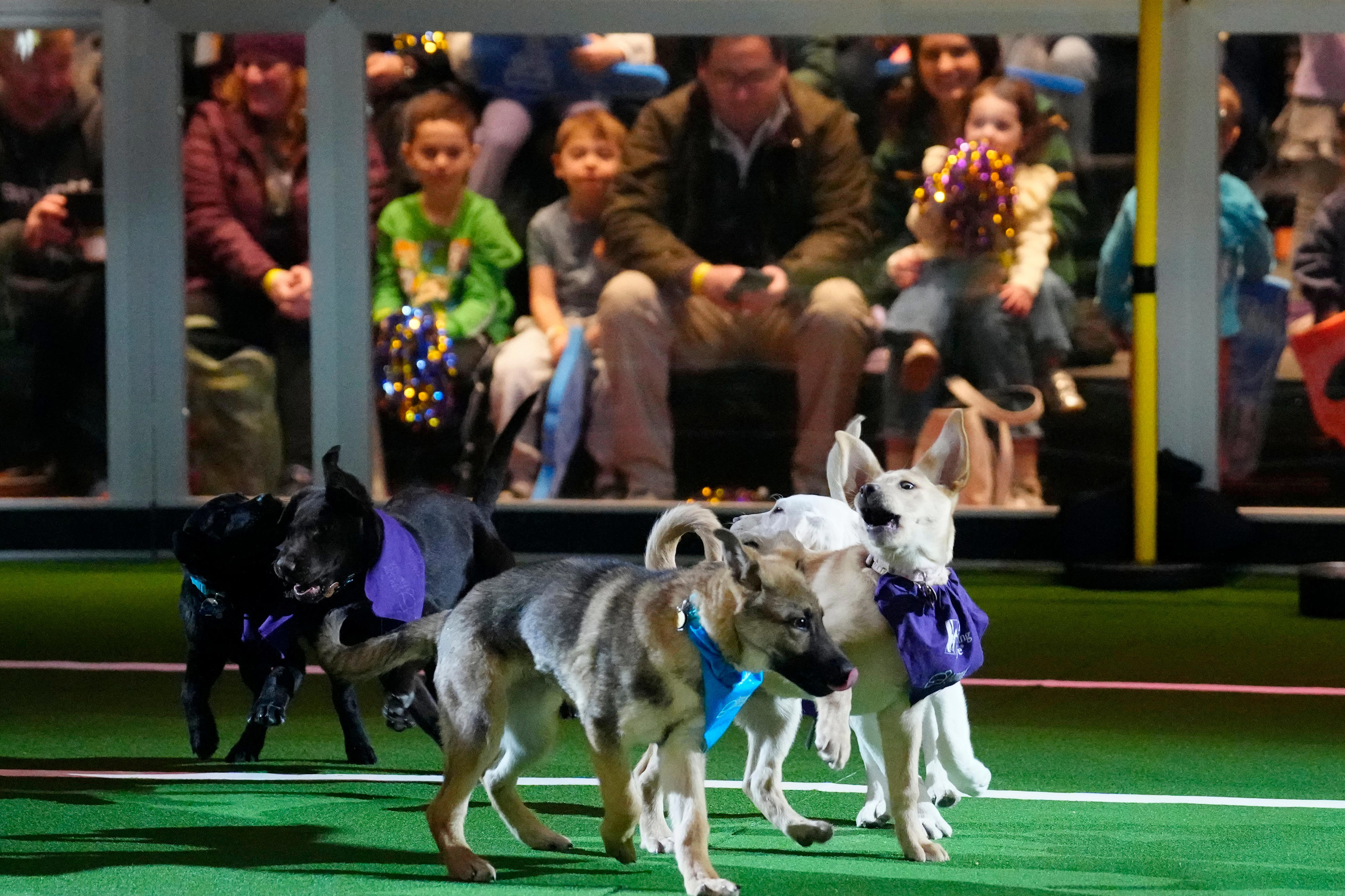 Puppy Bowl 2026: Team Fluff wins Lombarky trophy; how to adopt the dogs