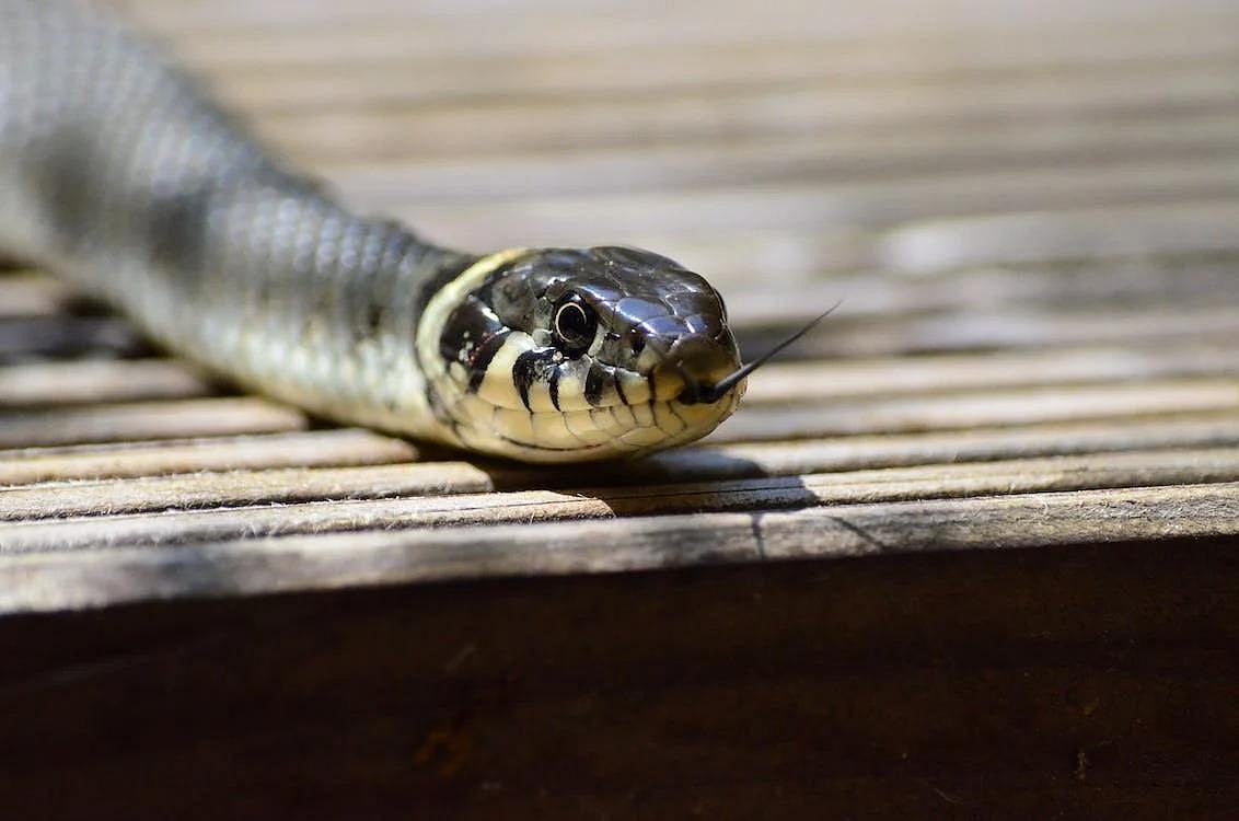 17-year-old boy bitten by krait hiding in school bag dies at hospital in TN