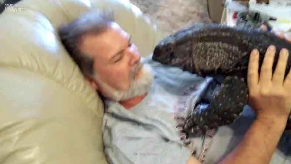 Un’iguana verde da 8 chili - gli artigli aprirono la pelle