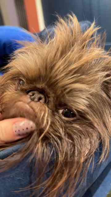 Suki and her teeth – funny dog moment