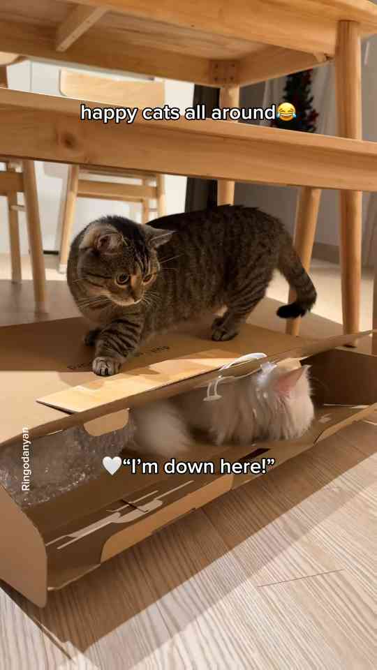 Cats with unique tastes: adorable food reactions