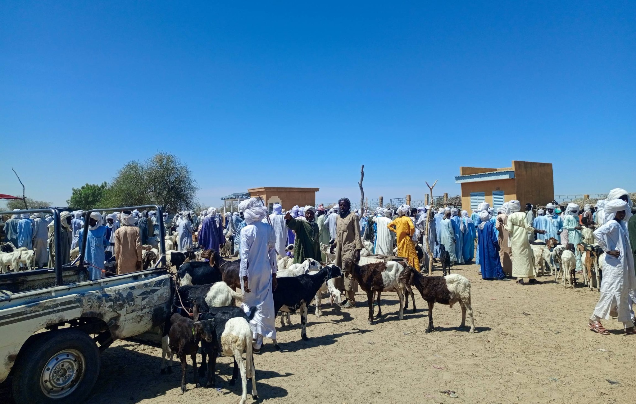Tchad : le ministre de l’Elevage supervise les marchés à bétail de ...