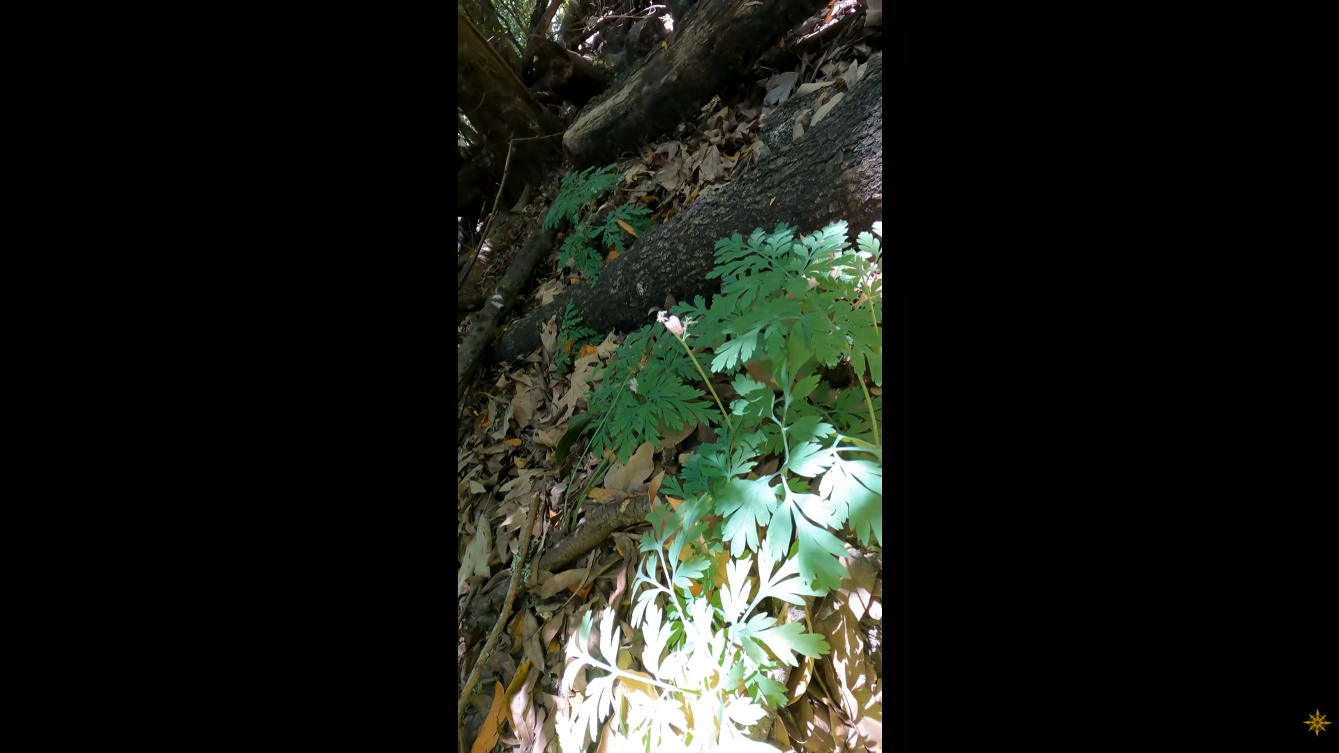 What kind of plant is this?