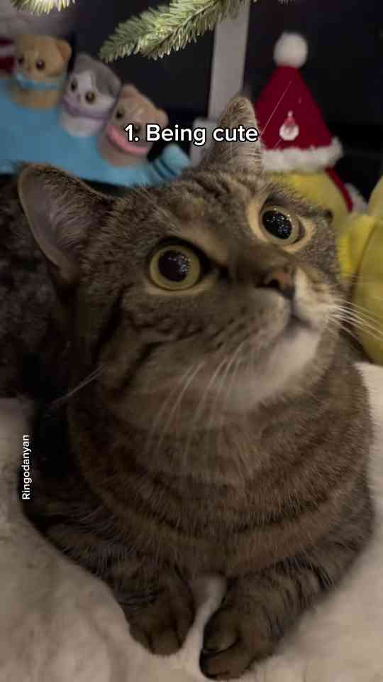 Cute cat moments that prove being cute is a full-time job