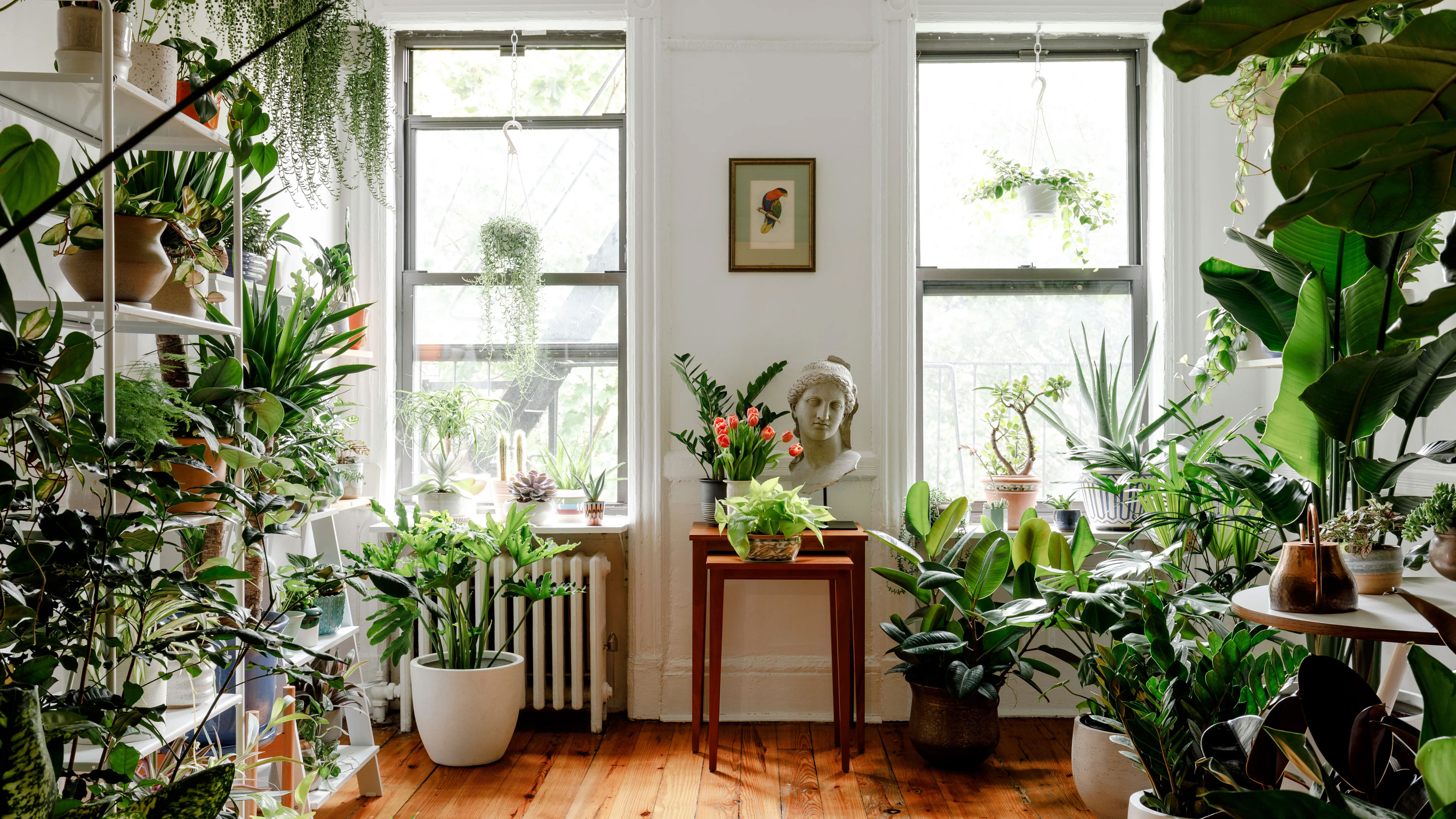 The simple trick to avoid overwatering your houseplants