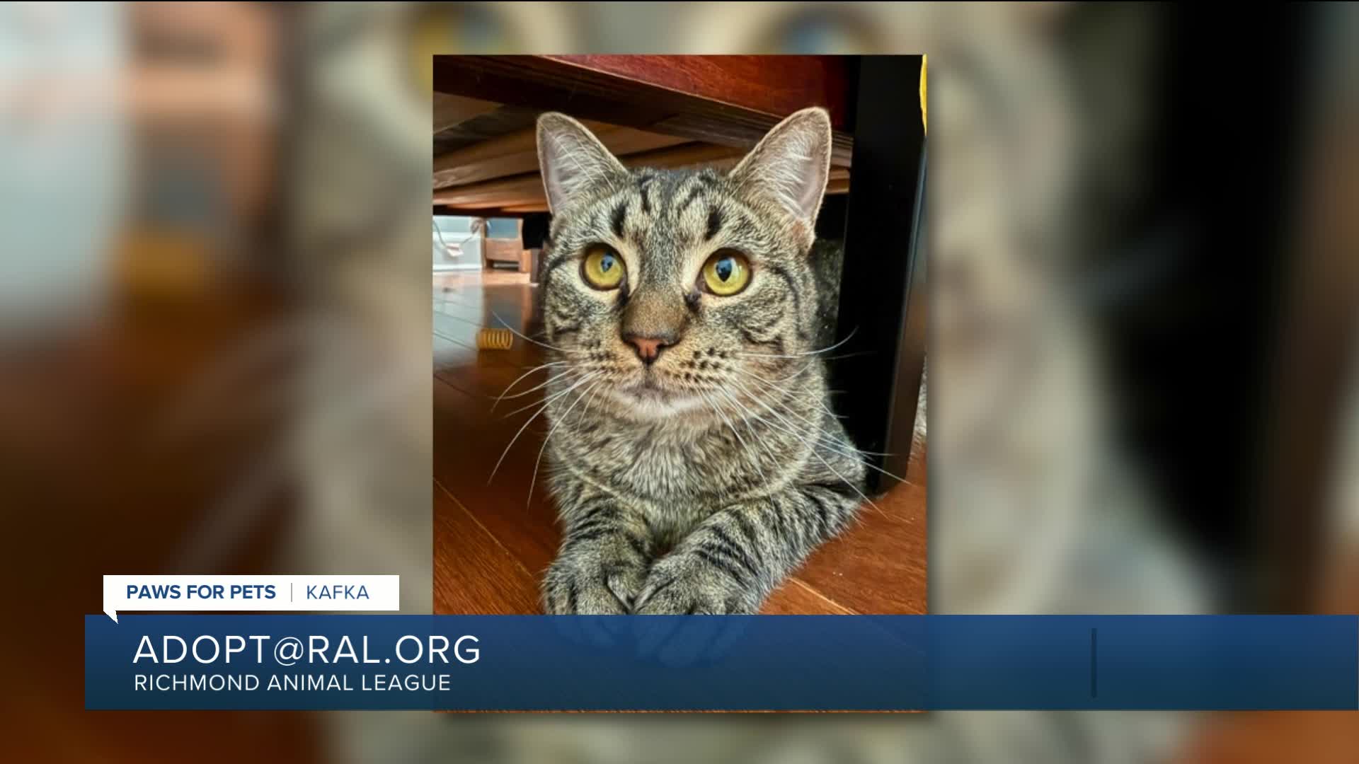 Paws for pets: Kafka, a thoughtful, contemplative kitty who enjoys ...