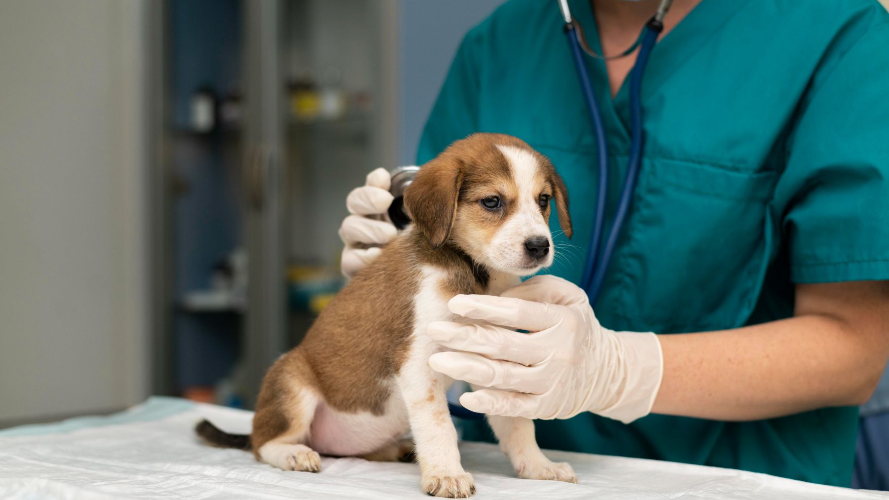 Soy veterinario y estas son las 3 mejores razas de perro para vivir en ...