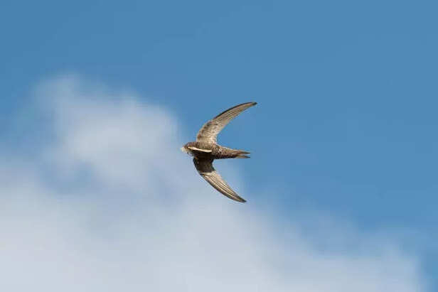 5 creatures that barely touch the earth and live life in the air