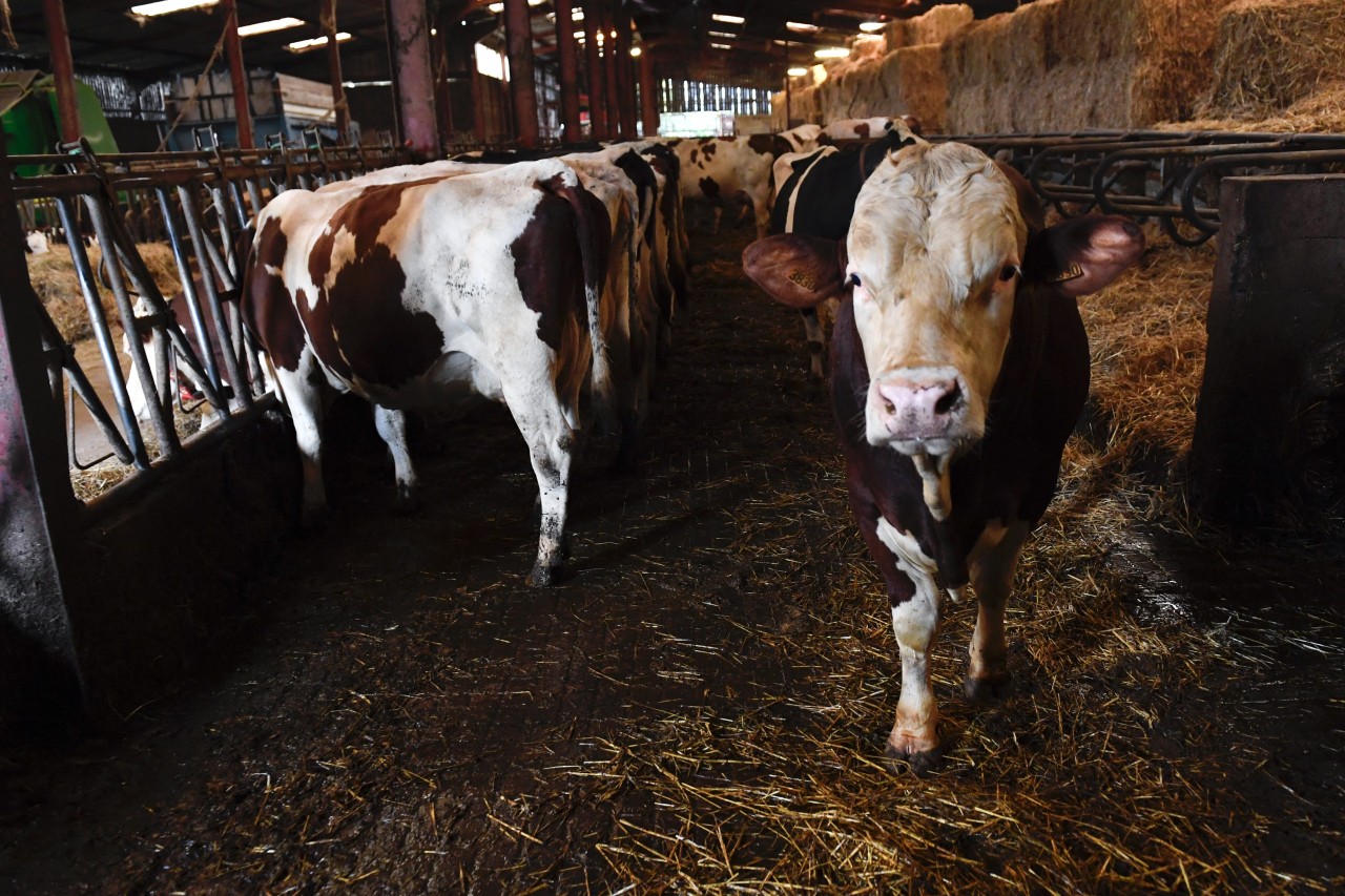 DSM-Firmenich to sell animal nutrition unit to CVC in $2.6 billion deal