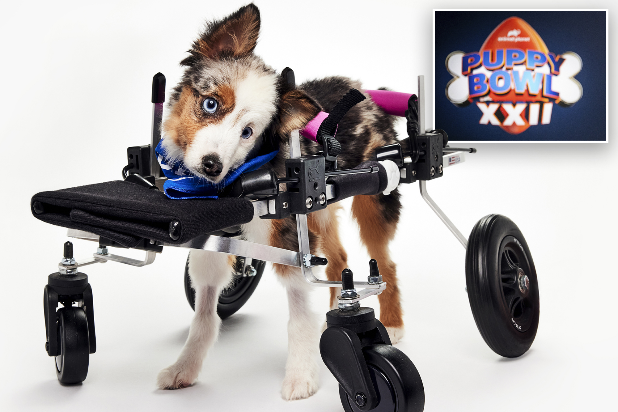 Viral Puppy Bowl XXII winner Teigan dead — months before adorable pooch ...