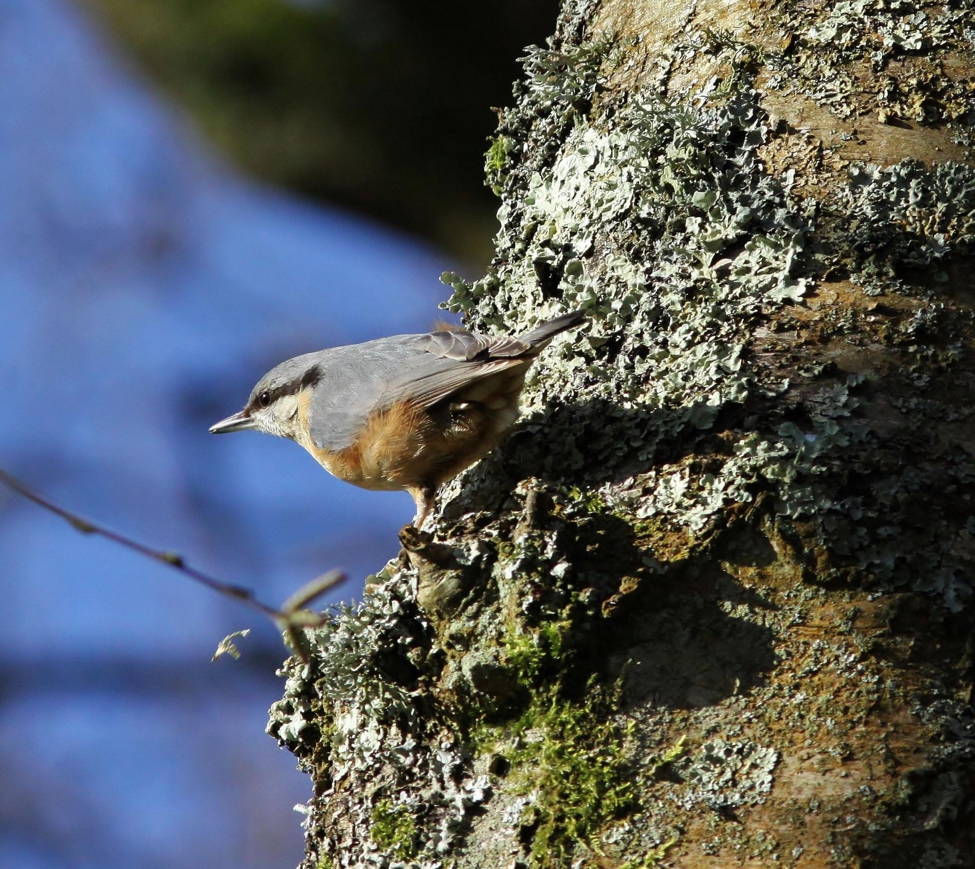 Column: Seek out signs of spring with Anna Allum from RSPB Pulborough ...
