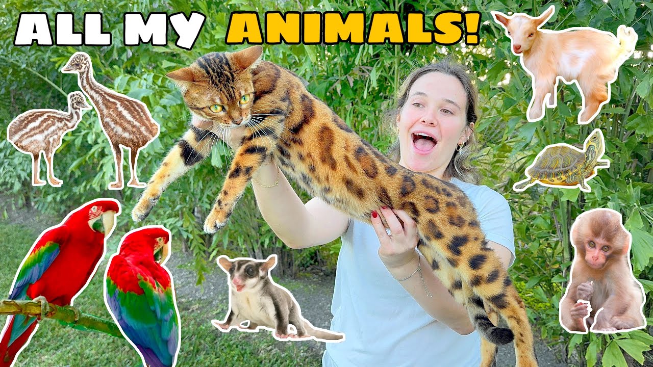 All my pets together in one video!