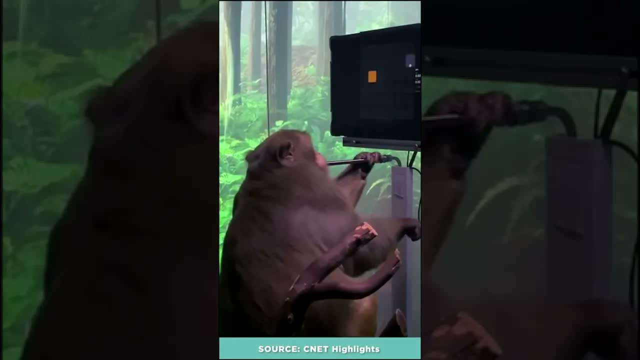 Neuralink trained this monkey to play Pong with only a chip in its brain