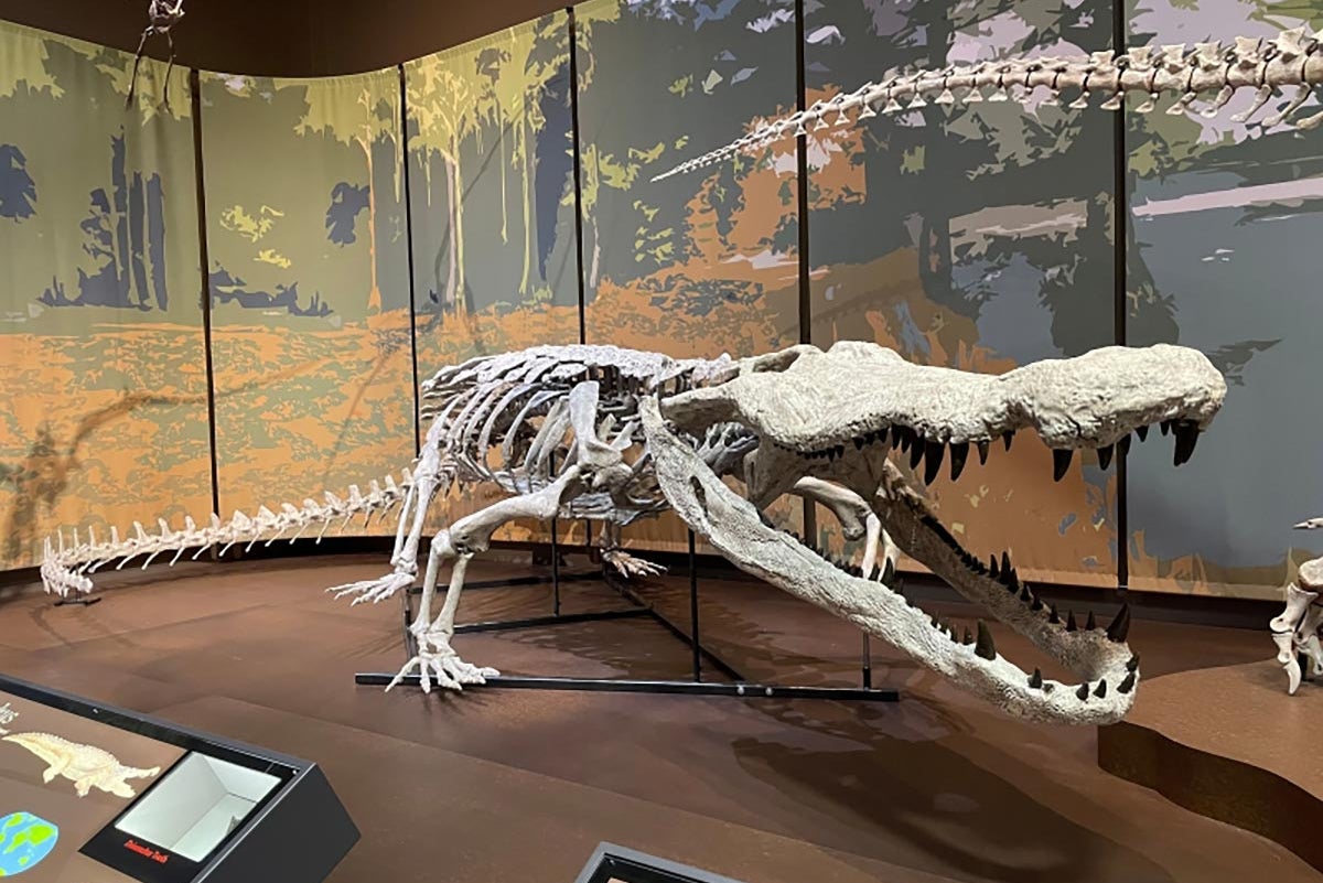 Giant ‘dinosaur-killer’ croc reconstructed in unprecedented detail
