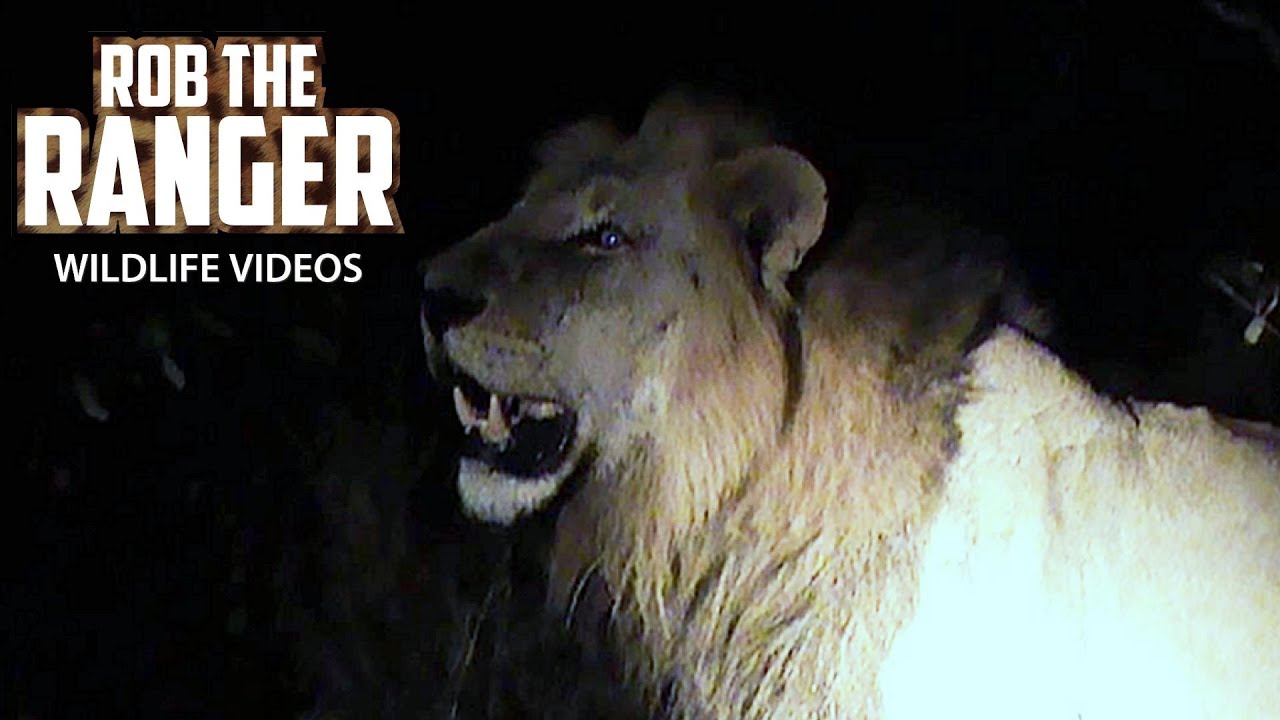 Lion steals meal from leopard in Mara dramatic encounter