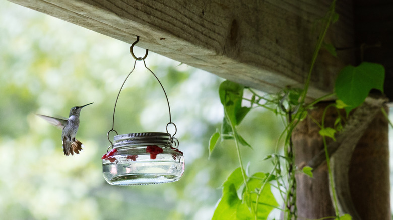 This is the best time of day to see hummingbirds flocking to your feeder