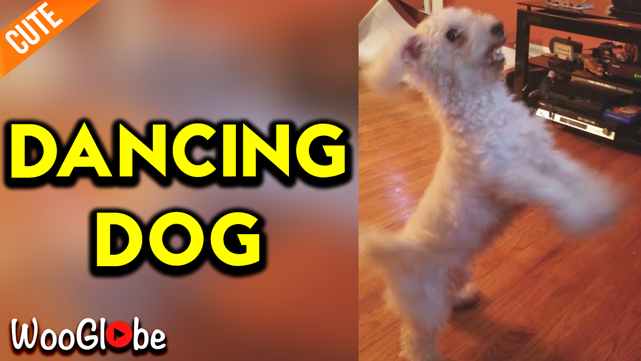 Dancing dog is a happy dog