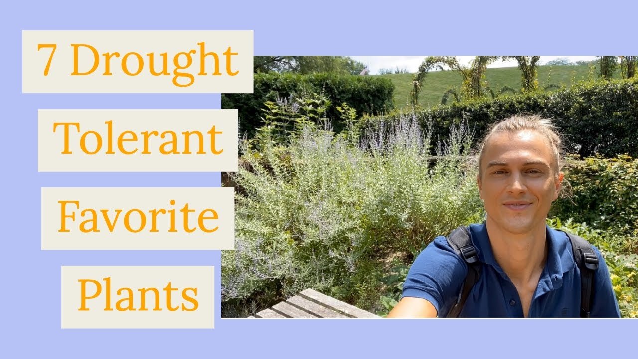 7 drought tolerant favorite plants for your garden