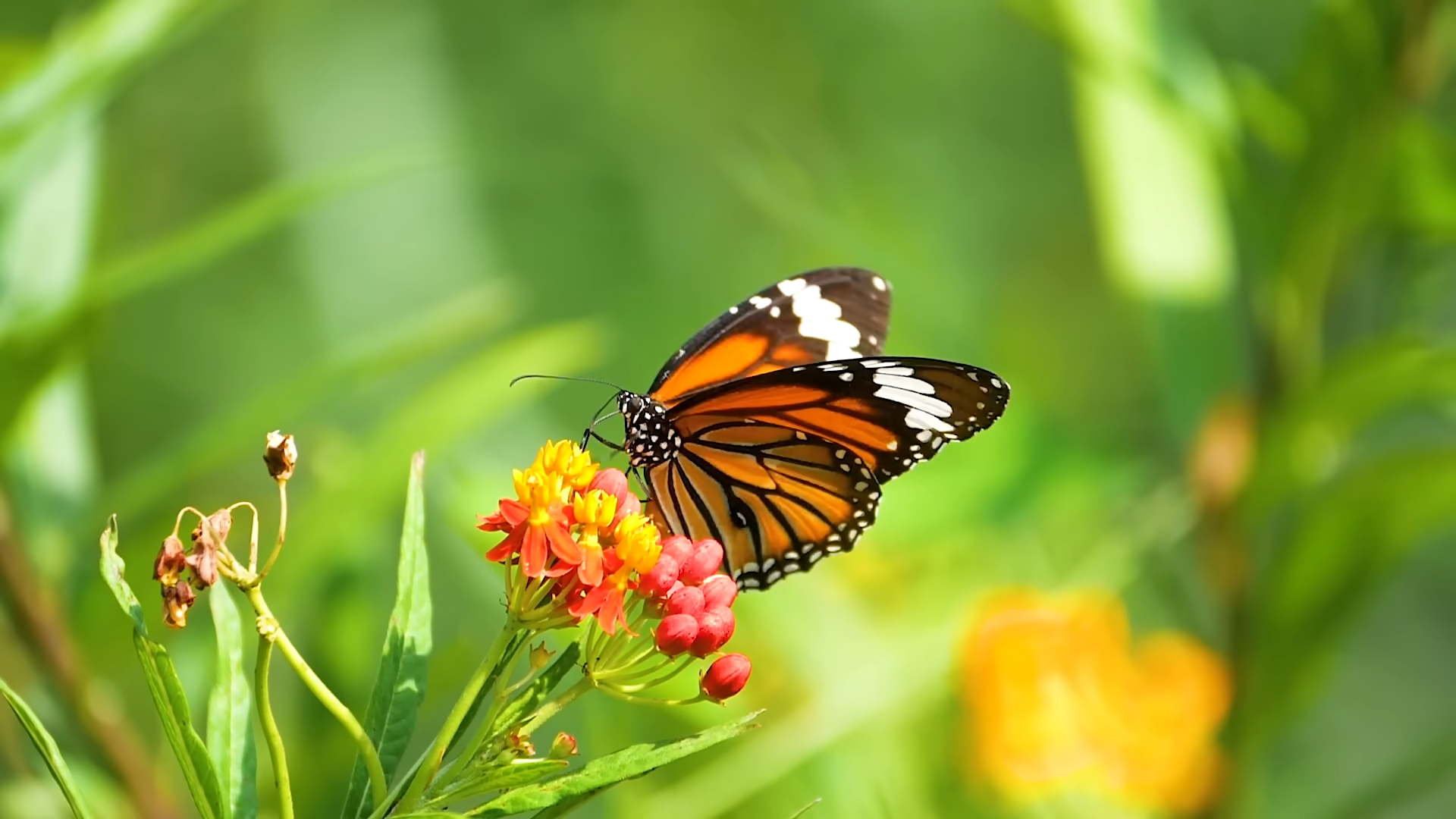Comparing swarm intelligence to raw damage across insect tiers