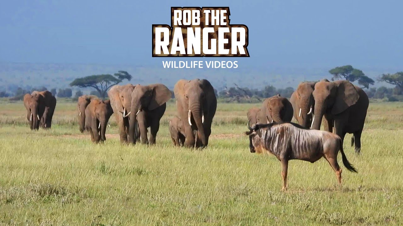 Watch a massive Amboseli elephant herd approach the road