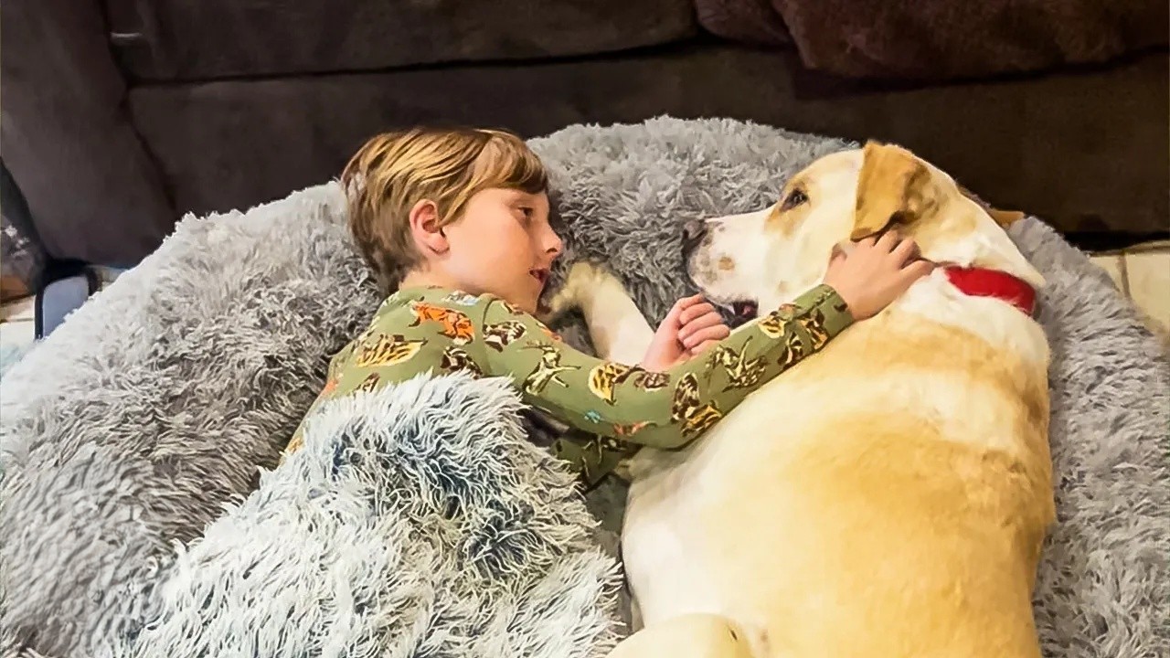 This dog watches over a little boy every day - like a guardian angel