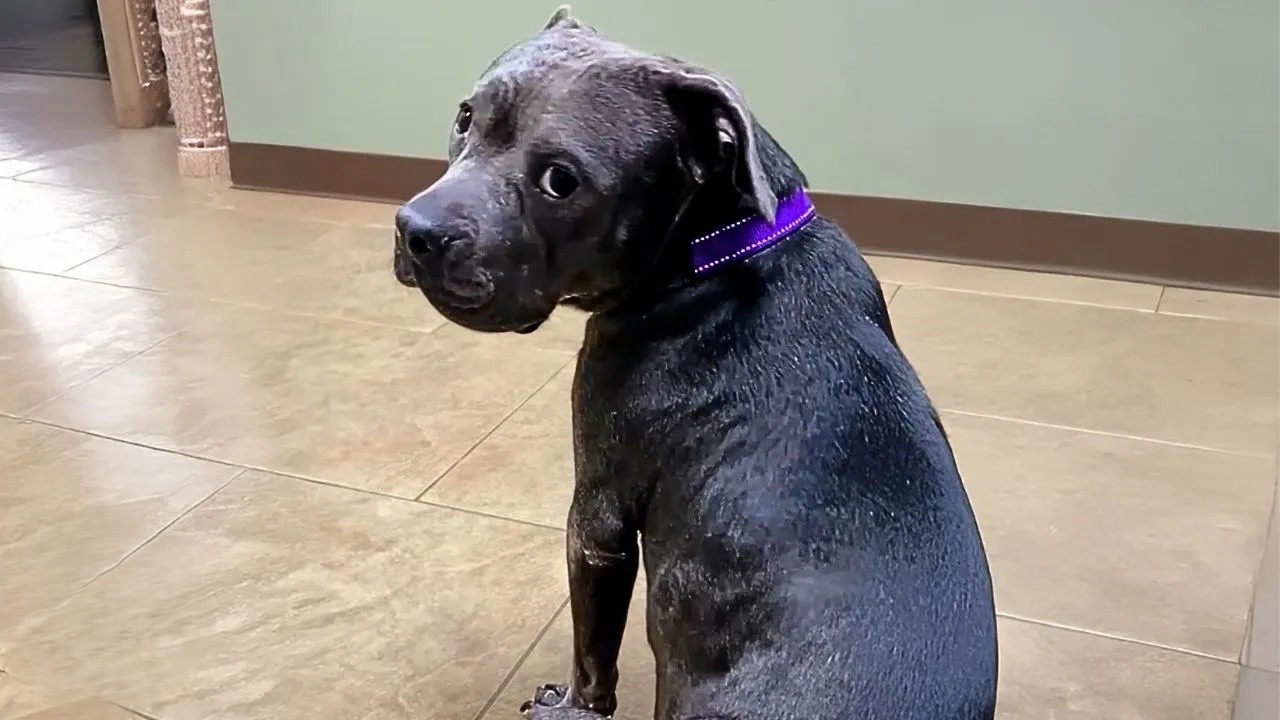 This pittie was found alone with nothing - now she’s finally safe