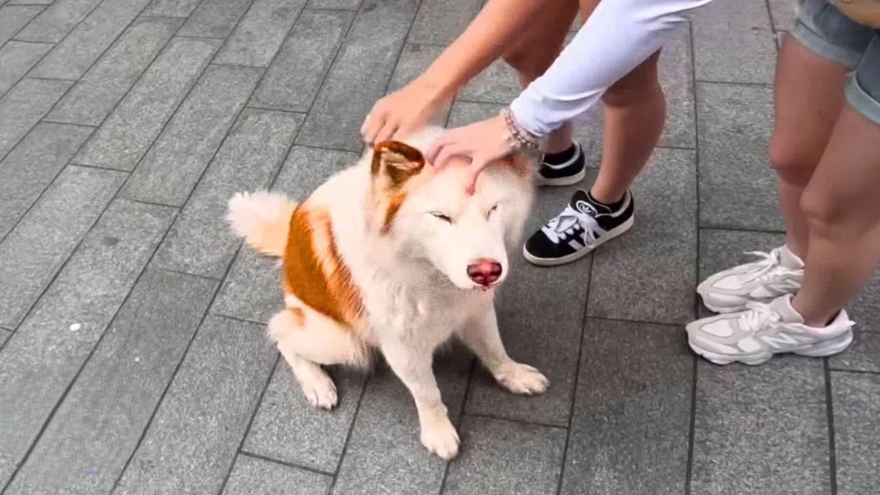 Husky refuses to keep walking until strangers pet him