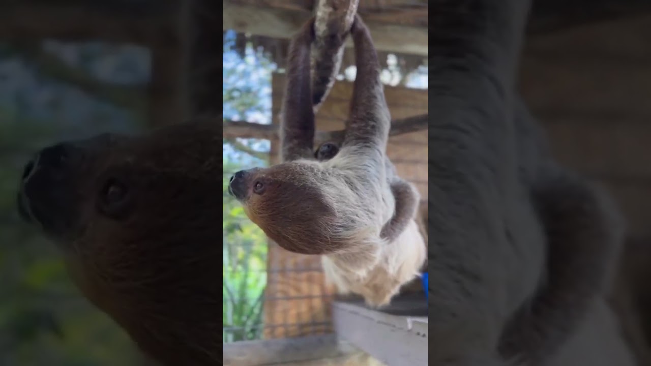 Meet the sloth gang living life at their own pace