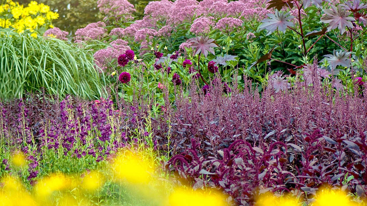 10 Hardy Perennials That Are the Perfect Choice for Hedges