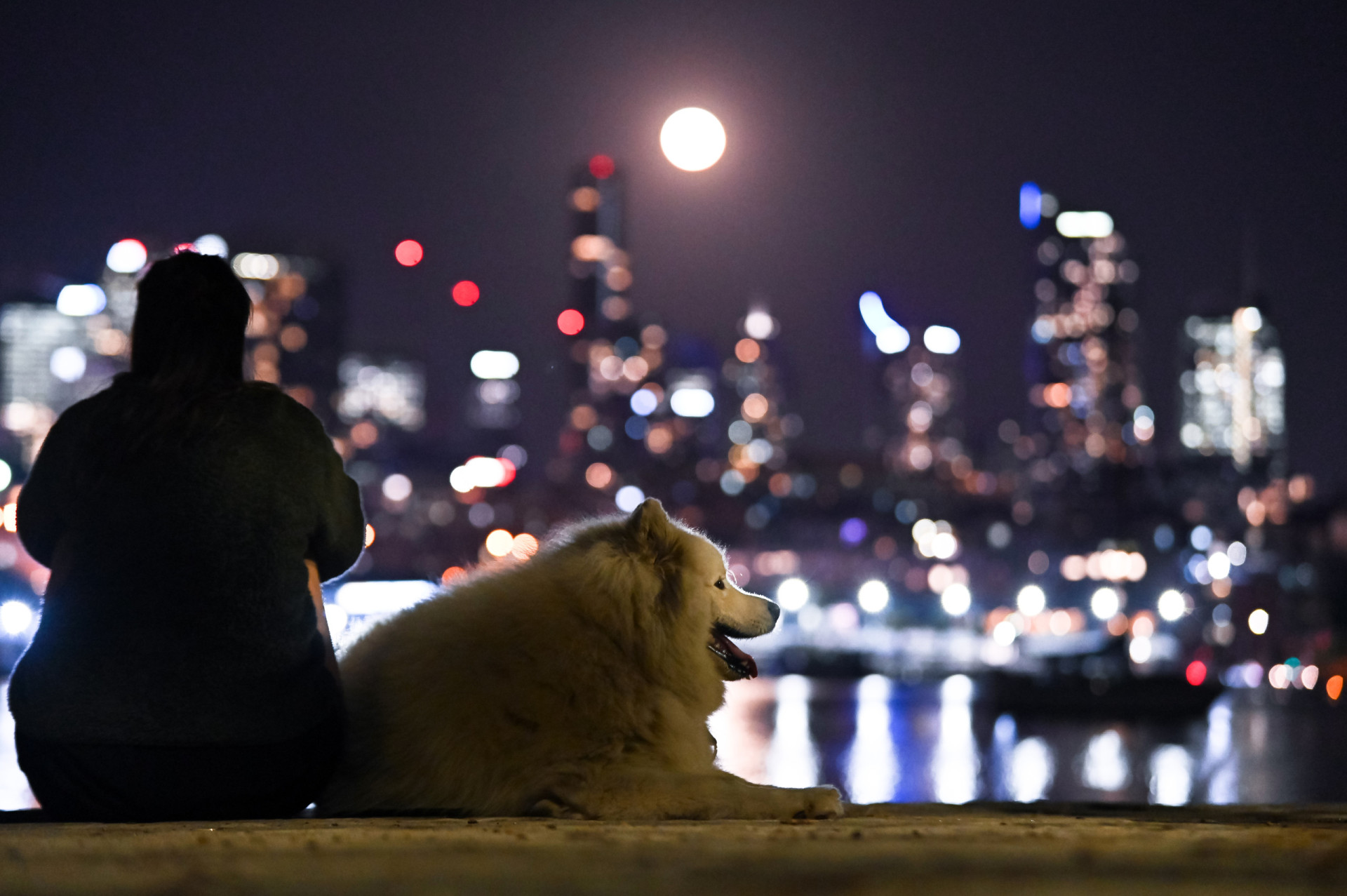 The most popular dog name in each state