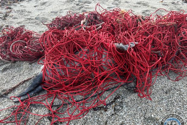 Young seal freed from 30m mass of fishing net in Gyllyngvase beach rescue