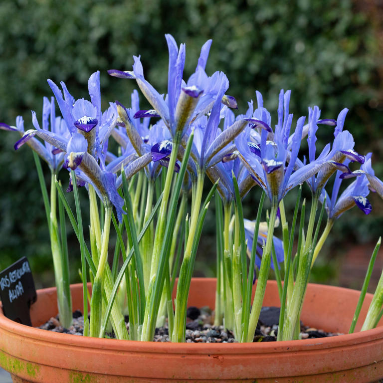 6 old-fashioned plants making a big comeback in 2026 – expect bold ...
