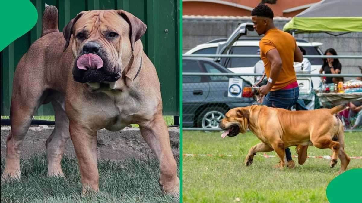 "Where are you even going?": Boerboel takes man on a walk in hilarious ...