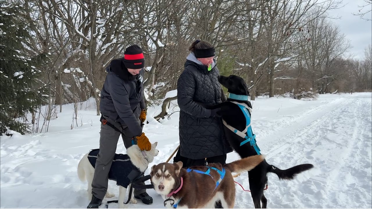 Dog sledding in Kitchener? It's possible with all this snow