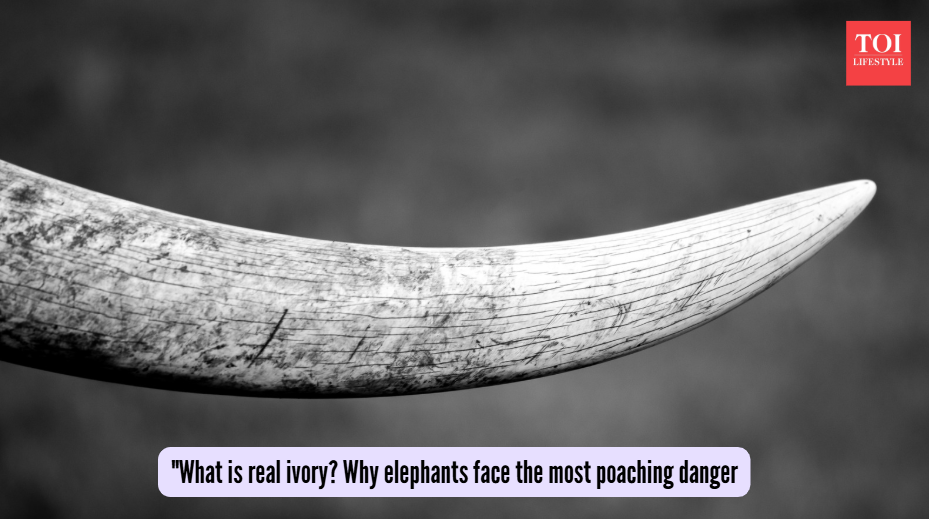 What is real ivory? Why elephants face the greatest poaching threat