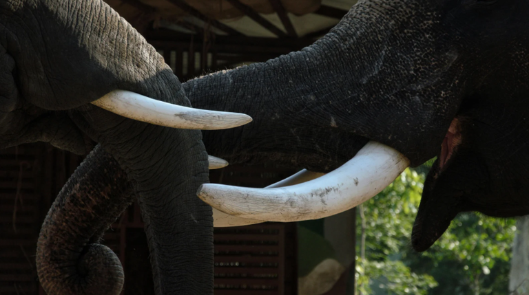 What is real ivory? Why elephants face the greatest poaching threat