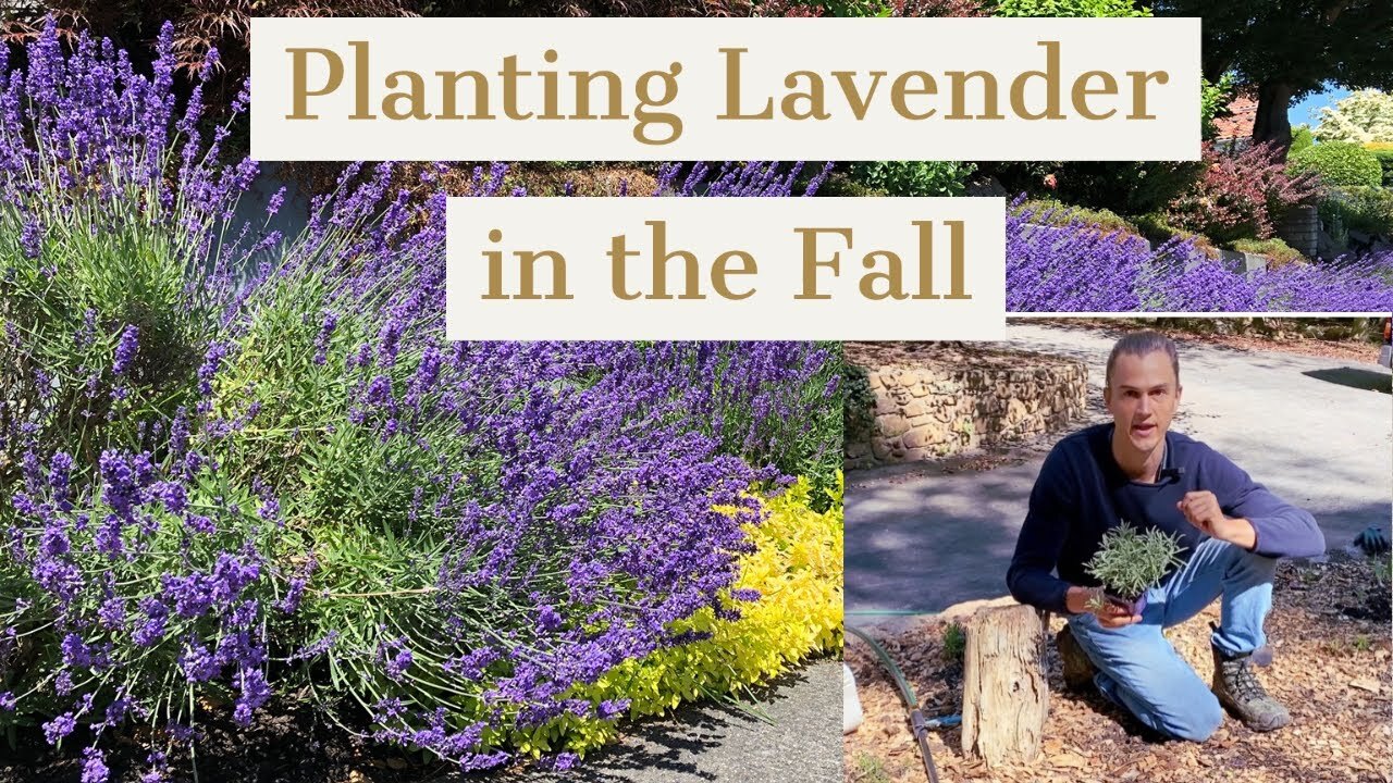 Planting lavender in the fall with pruning tips (no bald spots!)