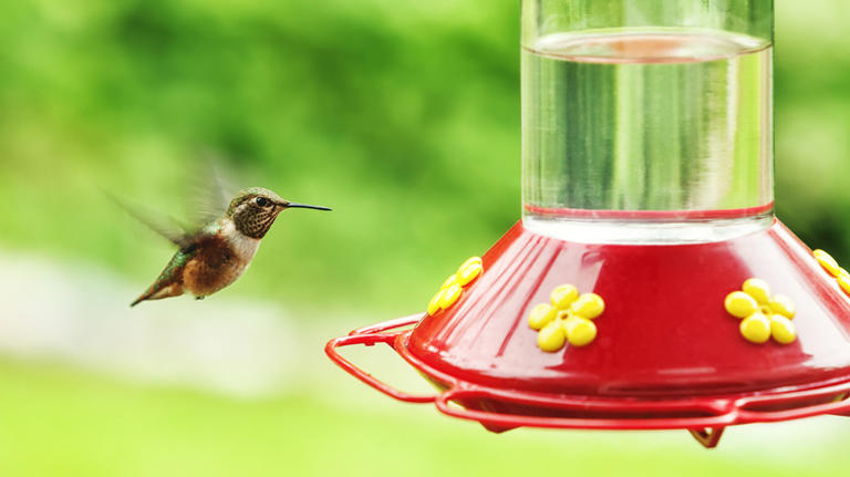 This is the best time of day to see hummingbirds flocking to your feeder