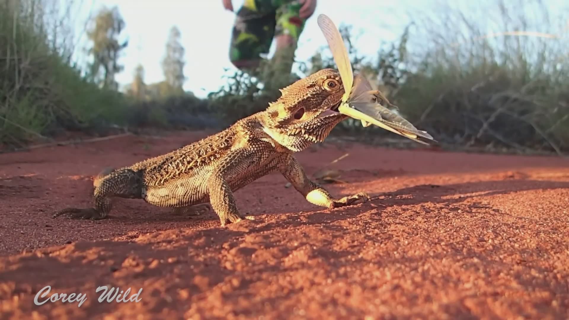 Snake handler working with both venomous cobras and harmless bearded ...